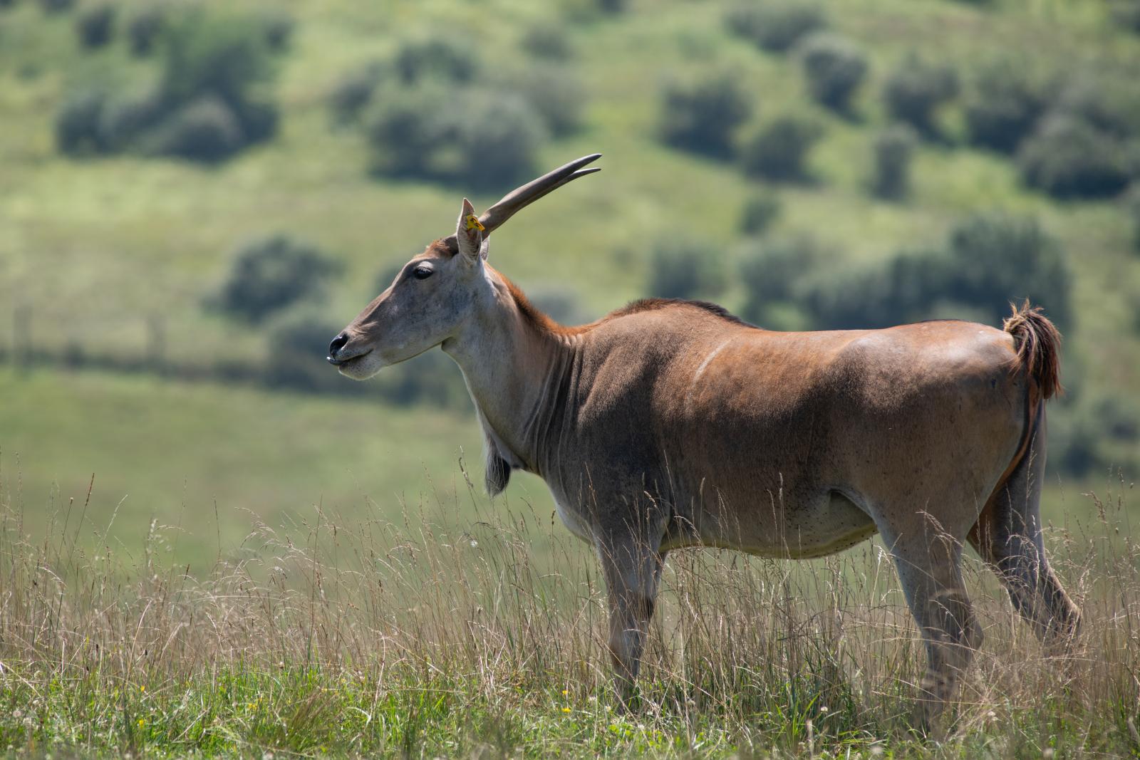 Eland | The Wilds